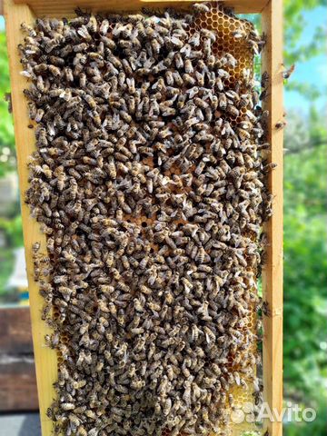 Продаю пчел
