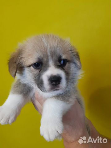 Вельш корги пемброк рыж бел и триколорные