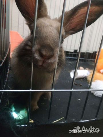 Декоративные кролики