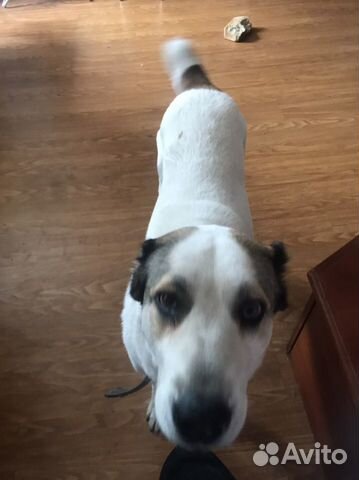 Алабай в добрые руки