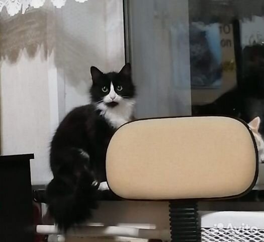 Кошечка Маркиза ищет дом