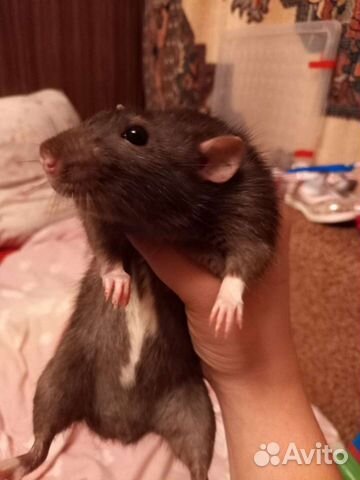 Пара крыс дамбо м+д