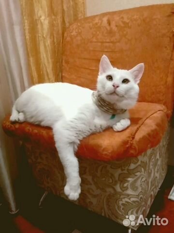 Котик Амур