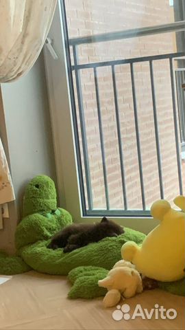 Померанский шпиц