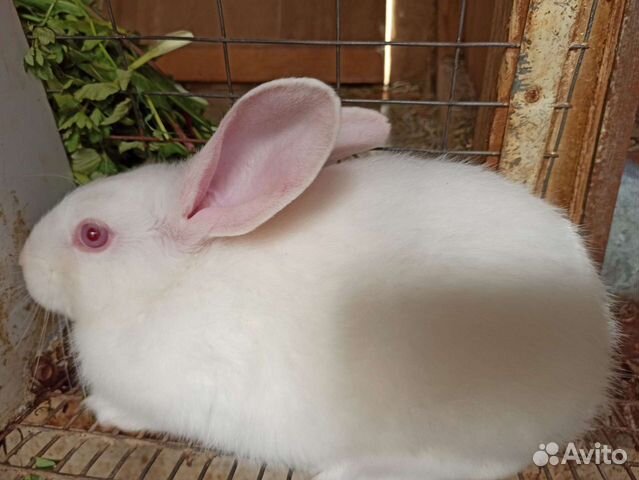 Кролики белый великан