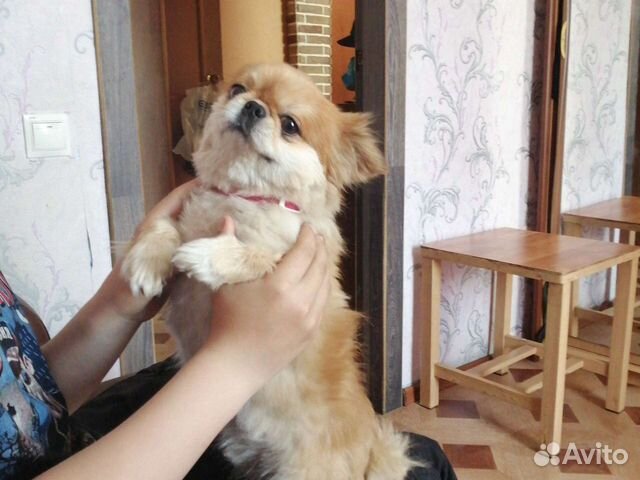 3 года собака