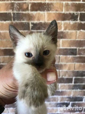 Кошки