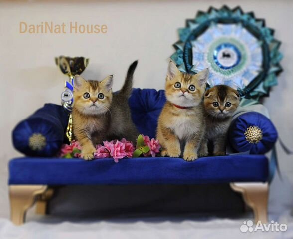 Шотландские котята