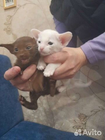 Ориентальная