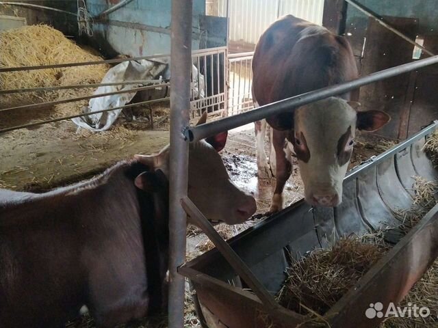 Продаются бычки герефорд