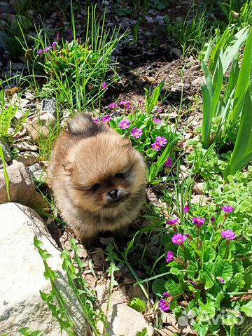 Щенок немецкого шпица