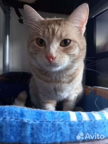 Отдам кота в добрые руки