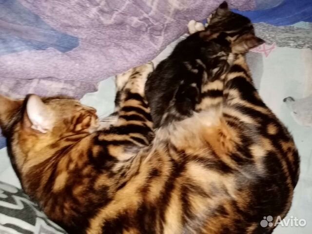 Бенгальская