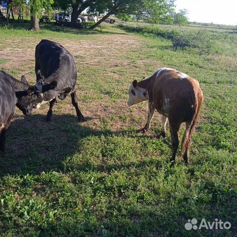 Продажа с х животных