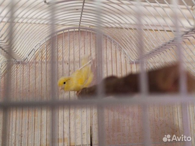 Продаётся канарейка