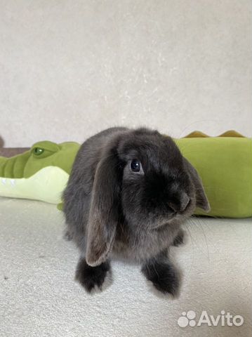 Кролик декоративный