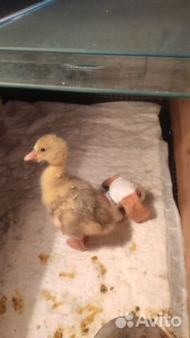 Гусята холмагоры