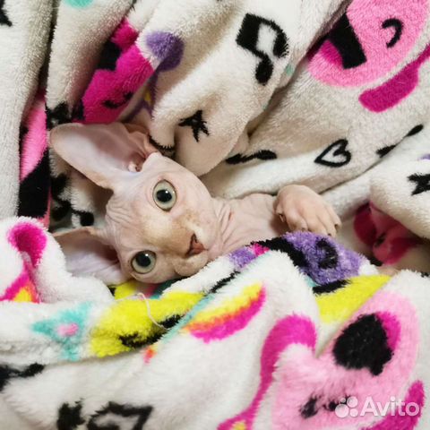 Канадский Сфинкс Бамбино