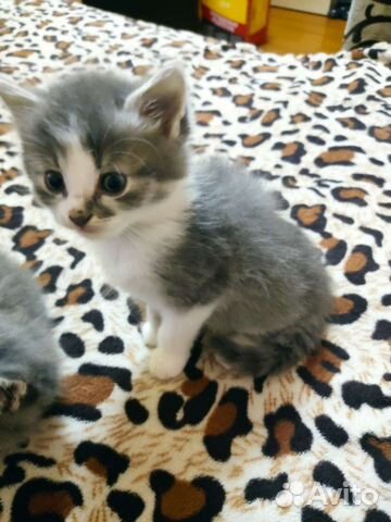Котëнок в добрые руки