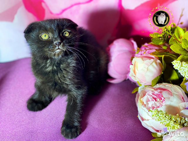 Котенок с прививками из Питомника