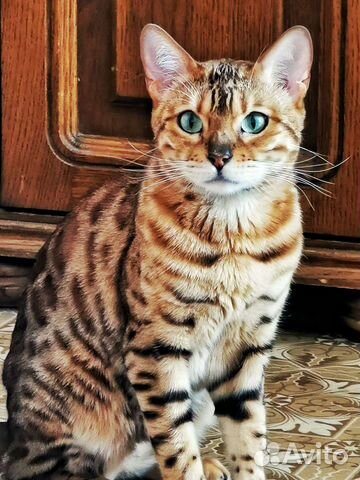 Бенгальская красотка