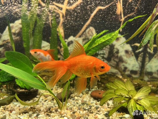 Золотая рыбка