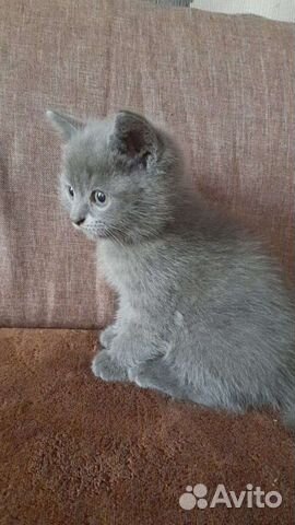 Шатландский котенок