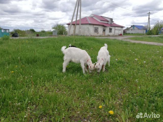 Козочка от молочной зааненской козы