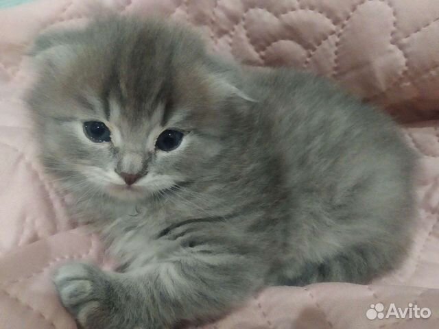 Котенок 1 месяц