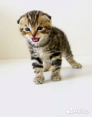 Шотландские котята