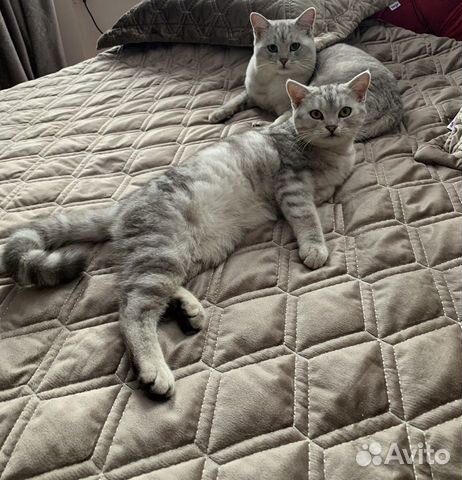 Молодой котик британец