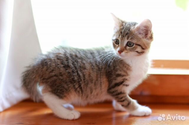 Красавица, ласковая девочка котёнок 3 месяца