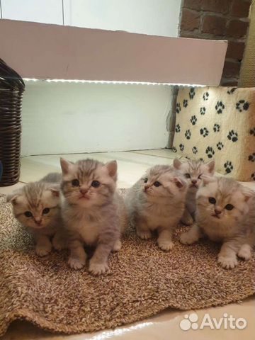 Британская кошка