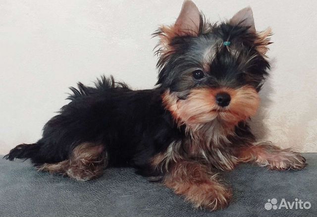 Щенок Йоркширского терьера с документами РКФ