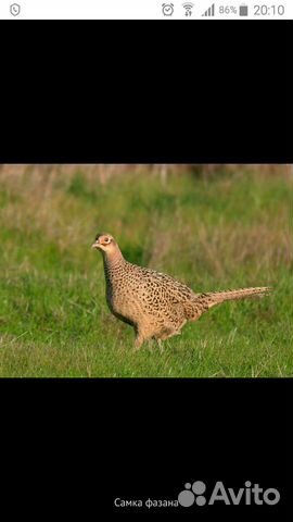 Фазан