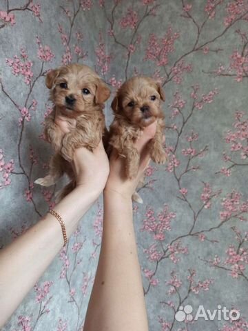 Мальтипу Ф1 Микро и мини девочки Корейский тип