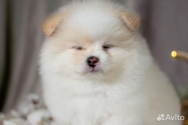 Шпицули бело крем