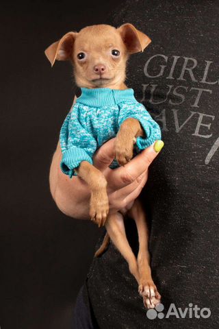 Русский той-терьер, мальчик