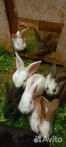 Крольчата