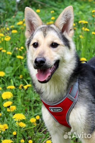 Ищет дом собачка Глаша