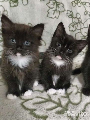 Котятв в дар бесплатно