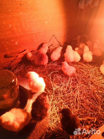 Суточные цыплята несушки