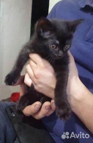 Кошка в дар бесплатно