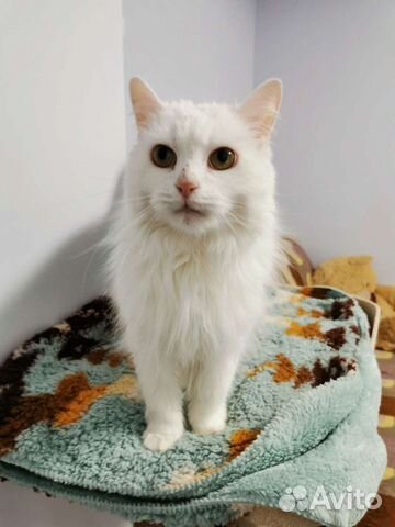 Турецкая ангора