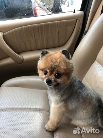 Померанский шпиц мини