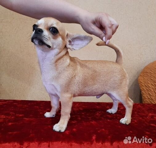 Чихуахуа рыжий