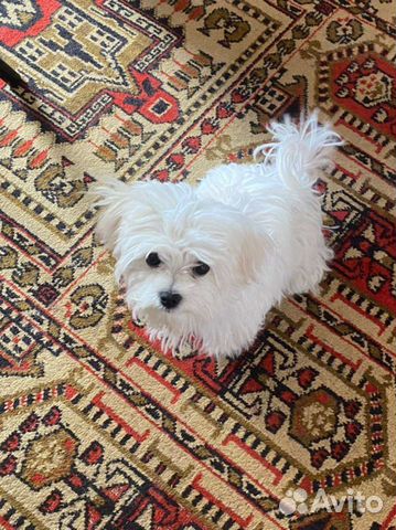 Мальтийская болонка mini