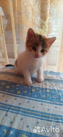 Отдам в добрые руки