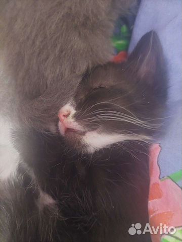 Котятки в добрые руки