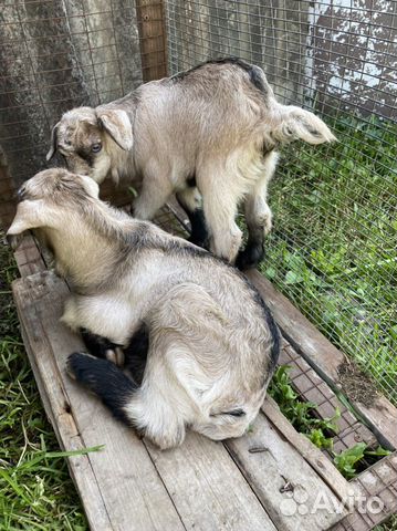 Козы дойные с козлятами
